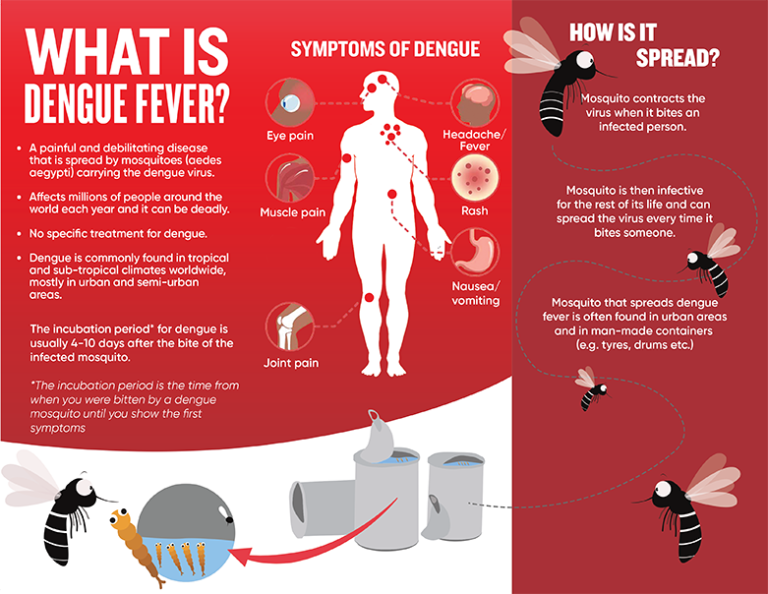 Dengue – MHMS FIJI
